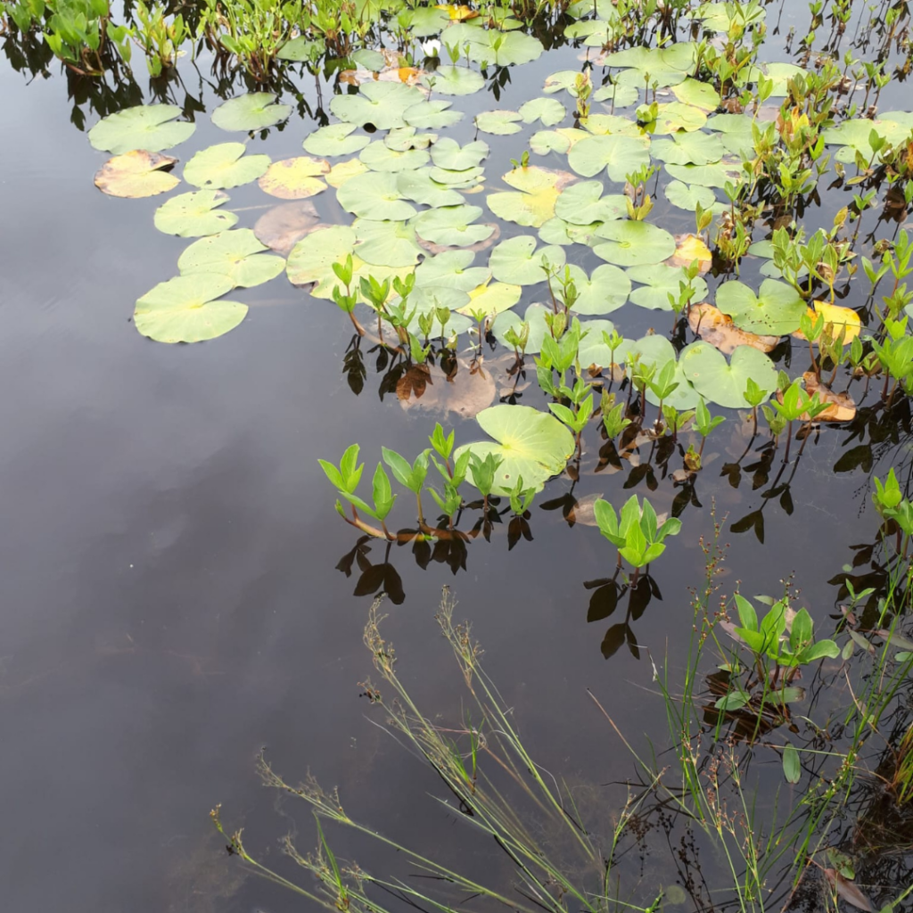Bog Conservation and Restoration Policy - Natura Communities