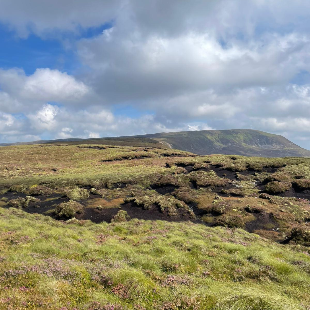 Bog Conservation and Restoration Policy - Natura Communities